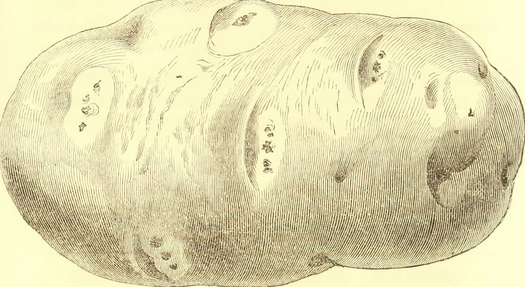 potato | beetleeyes.com