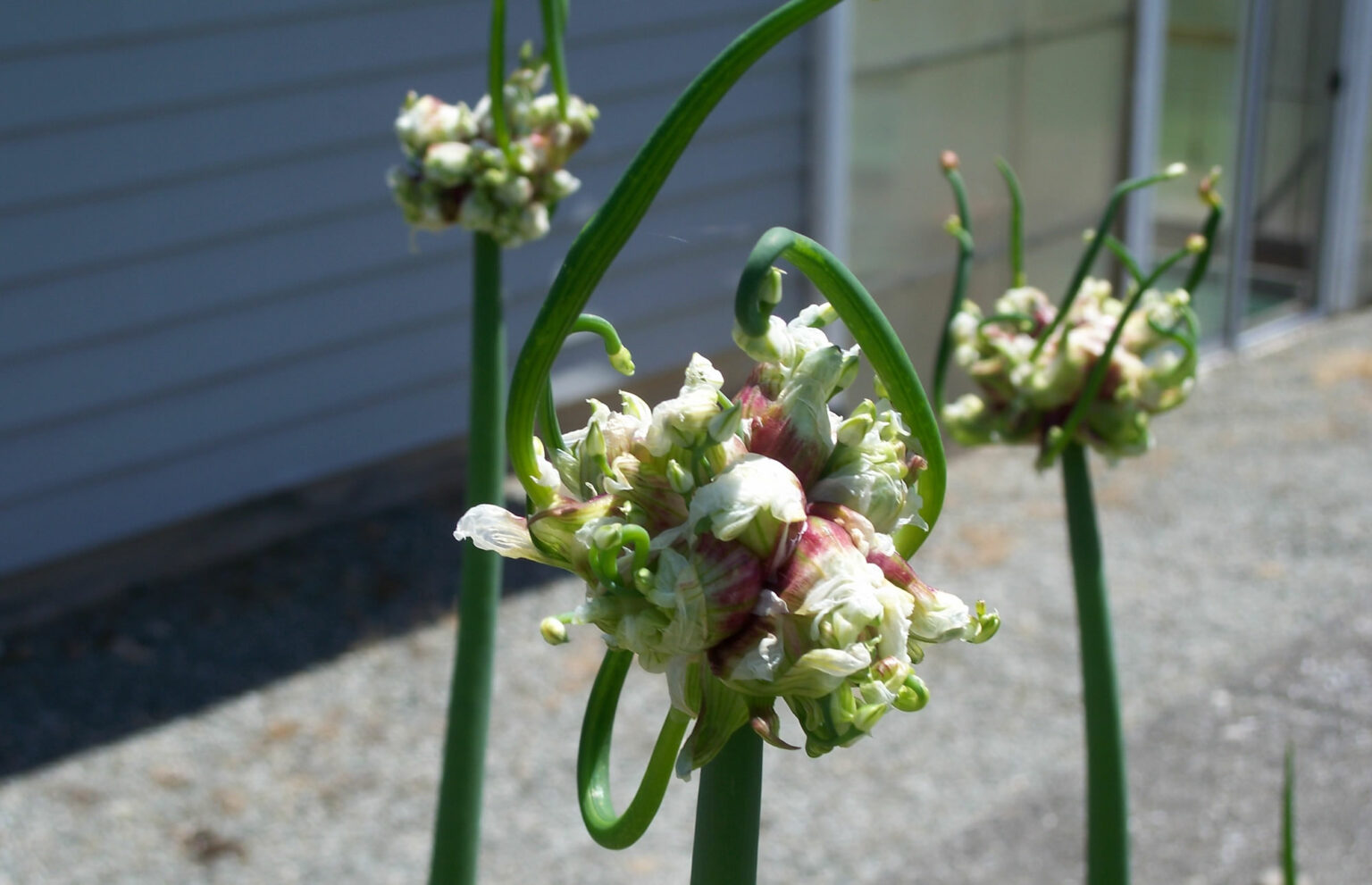 Love Those Walking Onions | beetleeyes.com